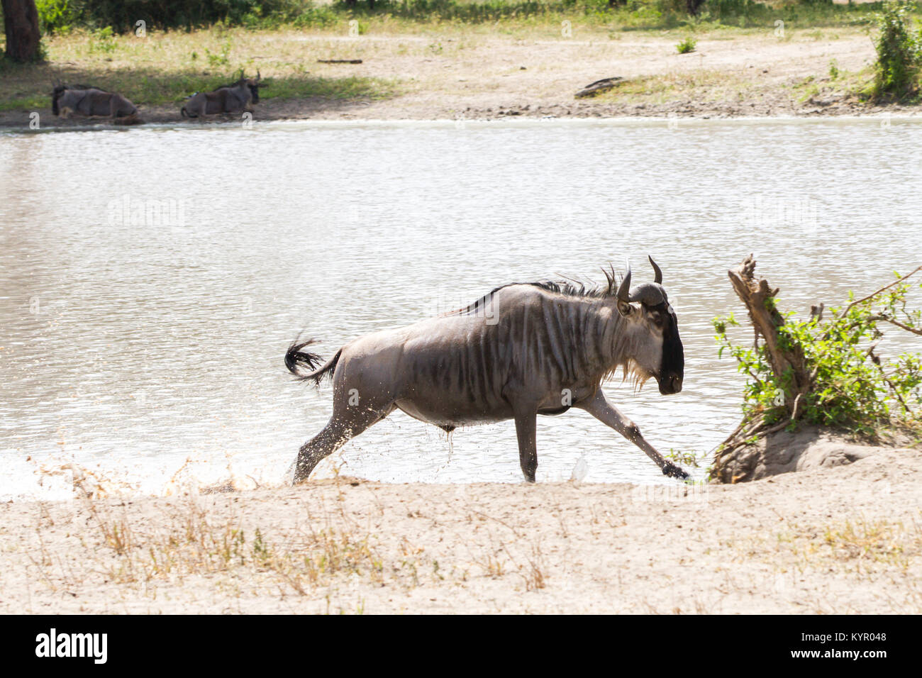 The blue wildebeest (Connochaetes taurinus), also called the common ...