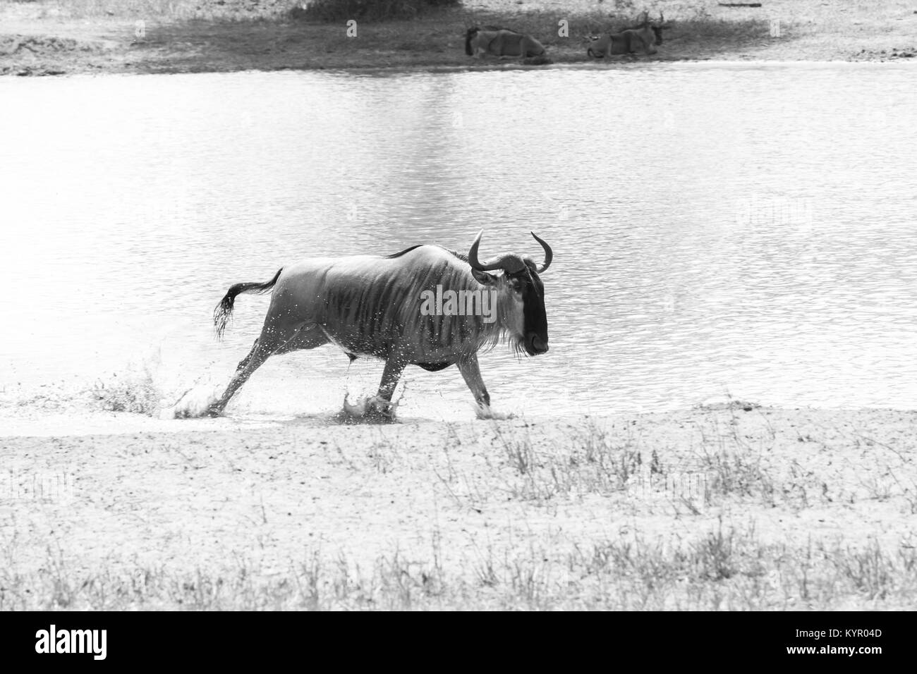 The blue wildebeest (Connochaetes taurinus), also called the common ...