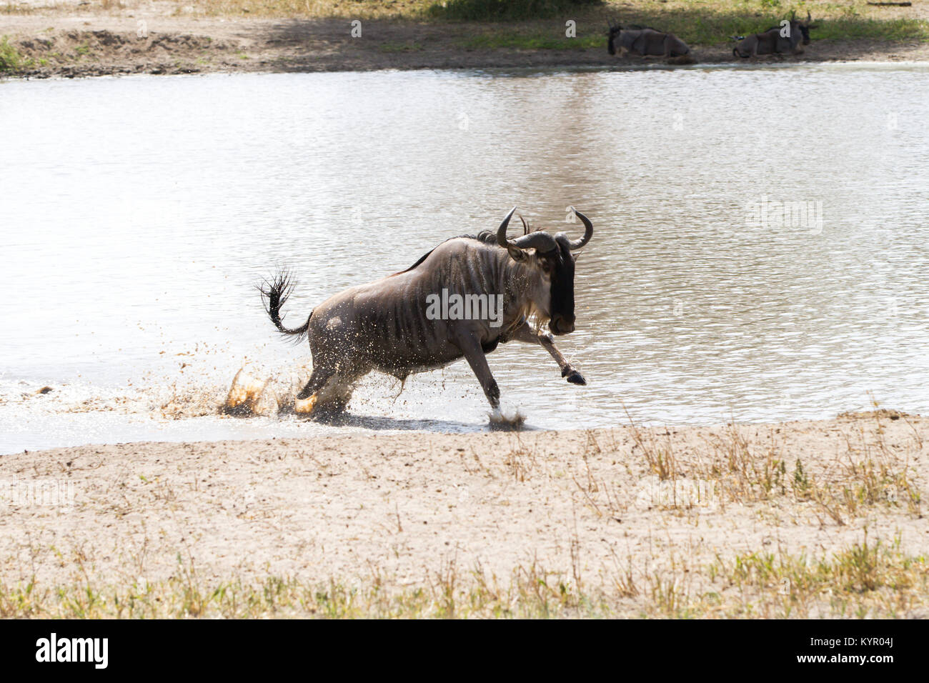 The blue wildebeest (Connochaetes taurinus), also called the common ...
