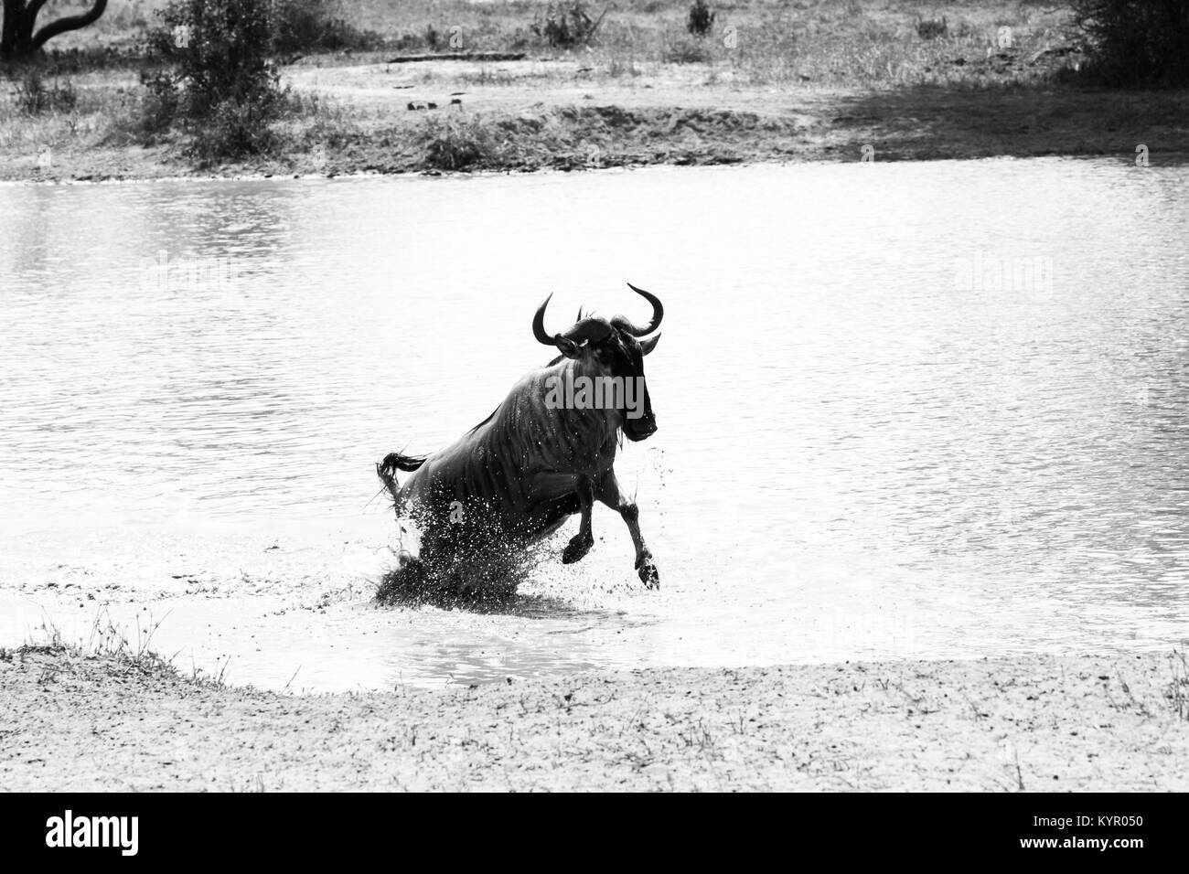 The blue wildebeest (Connochaetes taurinus), also called the common ...