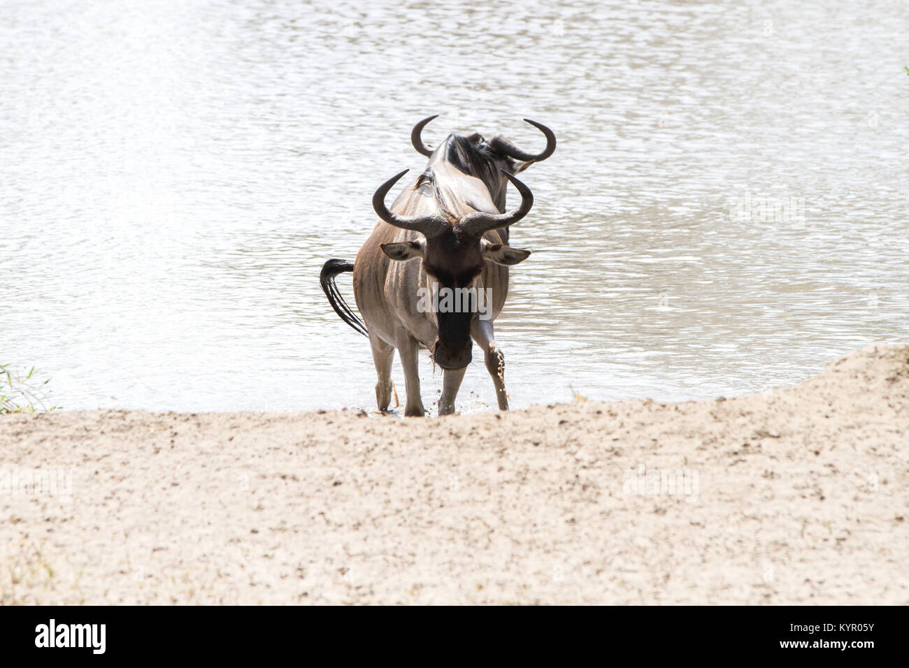 The blue wildebeest (Connochaetes taurinus), also called the common ...