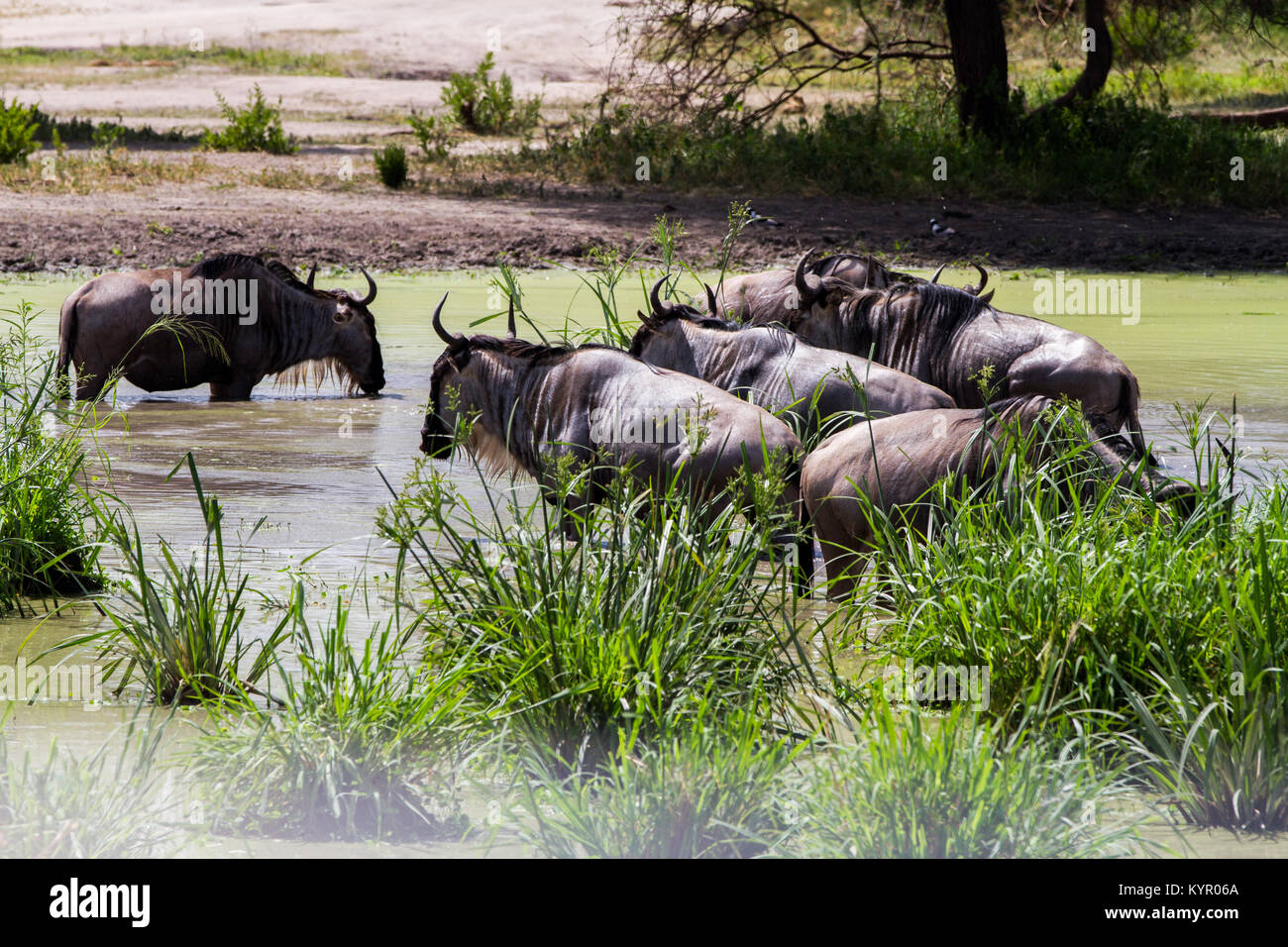 The blue wildebeest (Connochaetes taurinus), also called the common ...