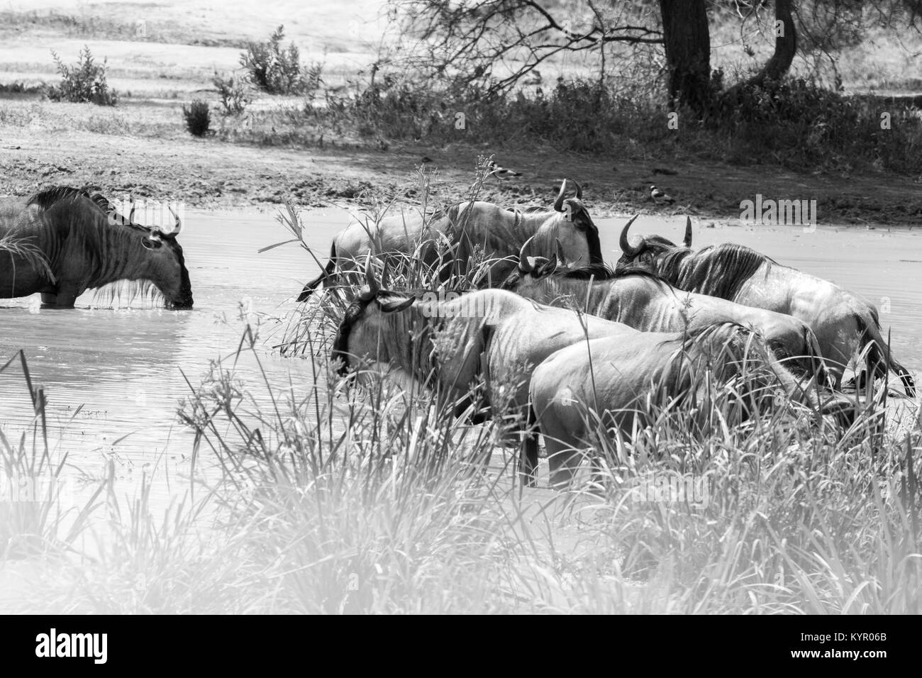 The blue wildebeest (Connochaetes taurinus), also called the common ...