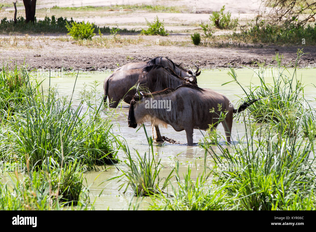 The blue wildebeest (Connochaetes taurinus), also called the common ...
