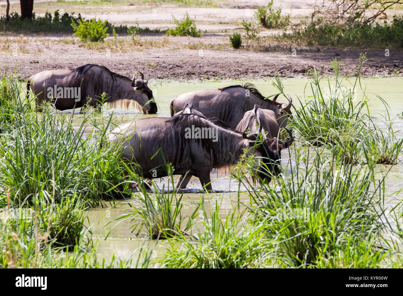 The blue wildebeest (Connochaetes taurinus), also called the common ...