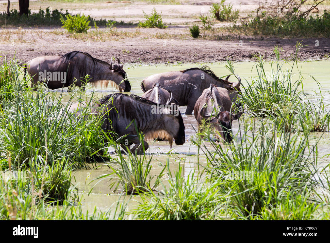 The blue wildebeest (Connochaetes taurinus), also called the common ...