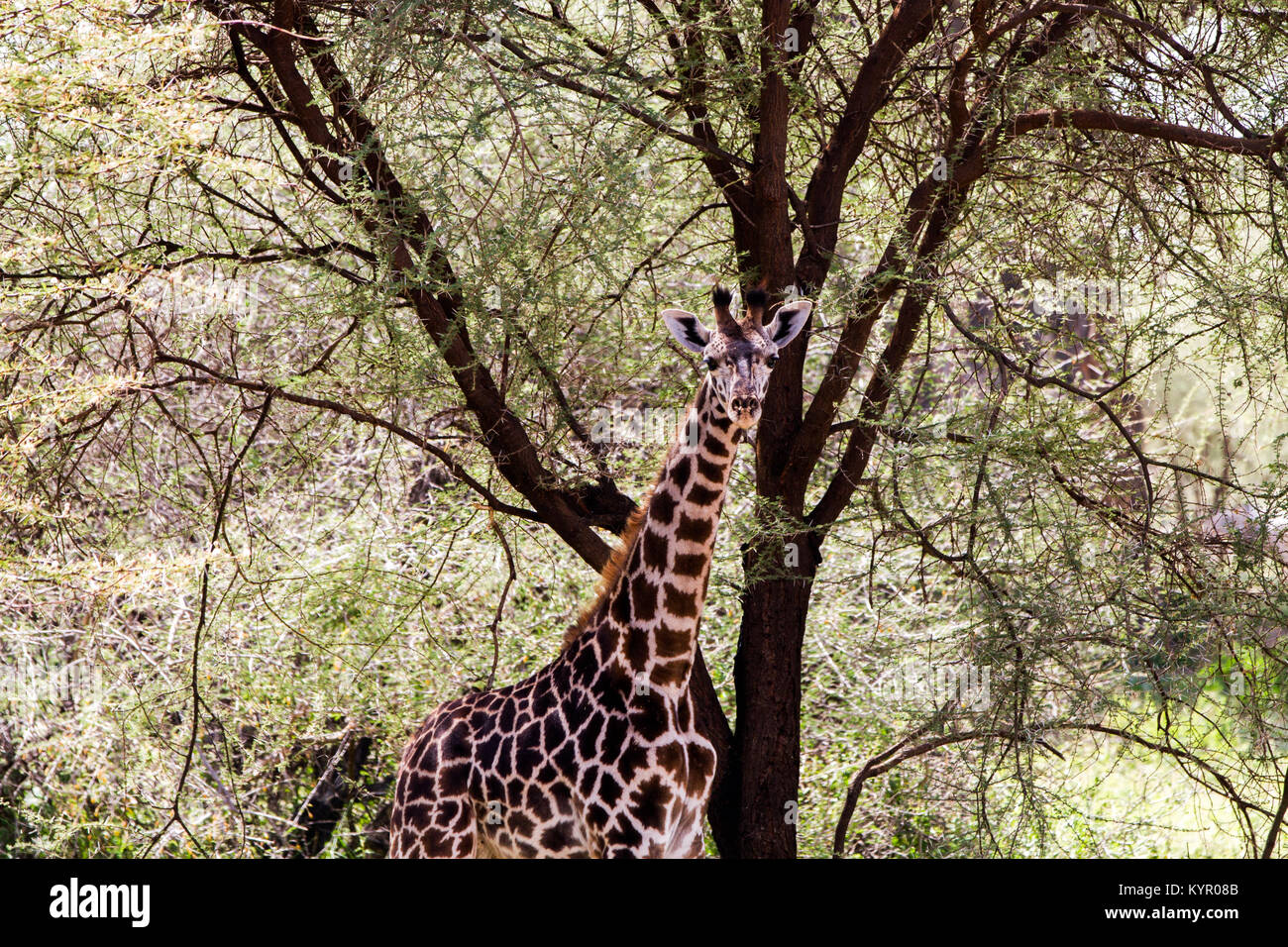 The giraffe (Giraffa), genus of African even-toed ungulate mammals, the ...