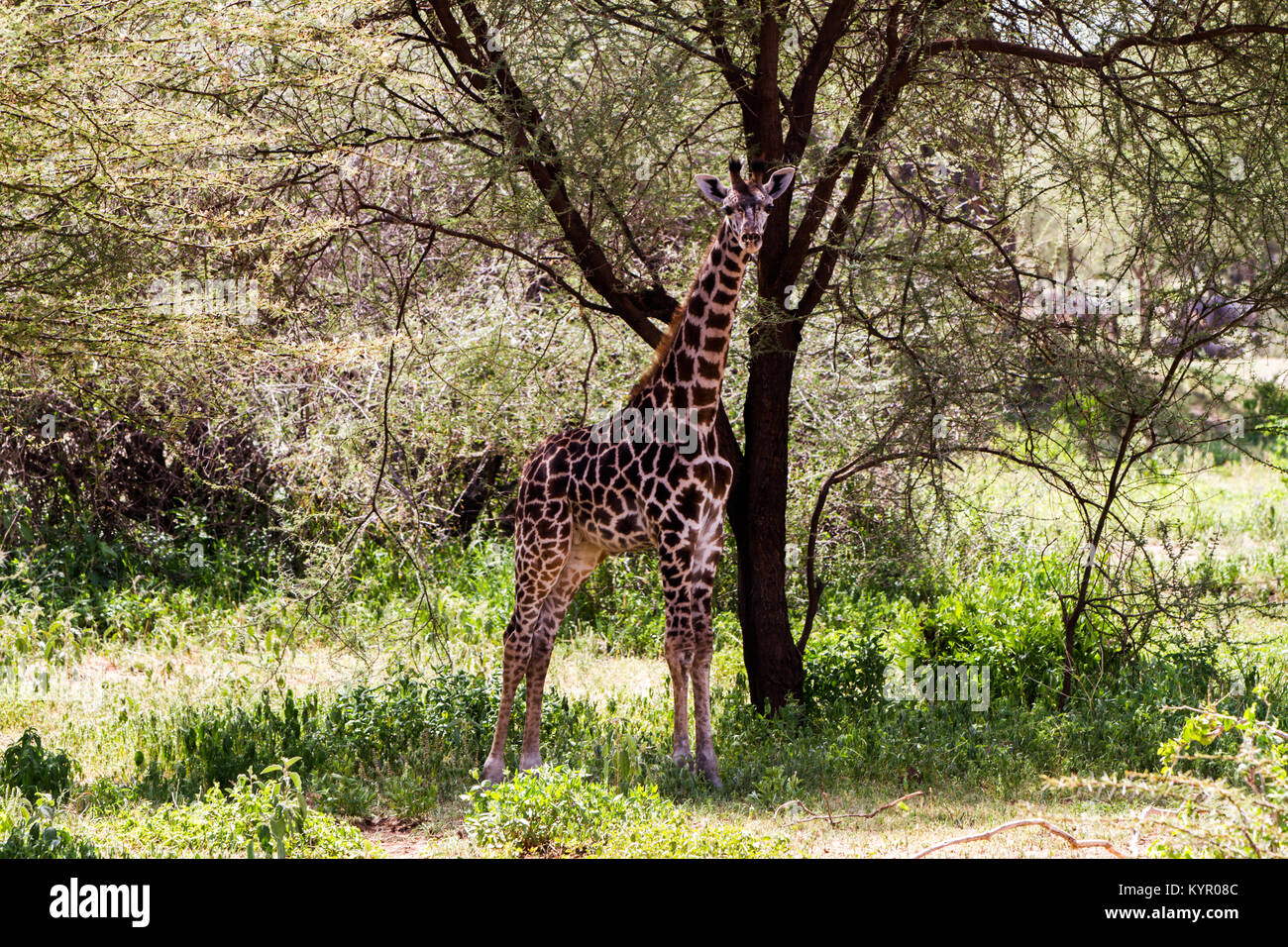 The giraffe (Giraffa), genus of African even-toed ungulate mammals, the ...