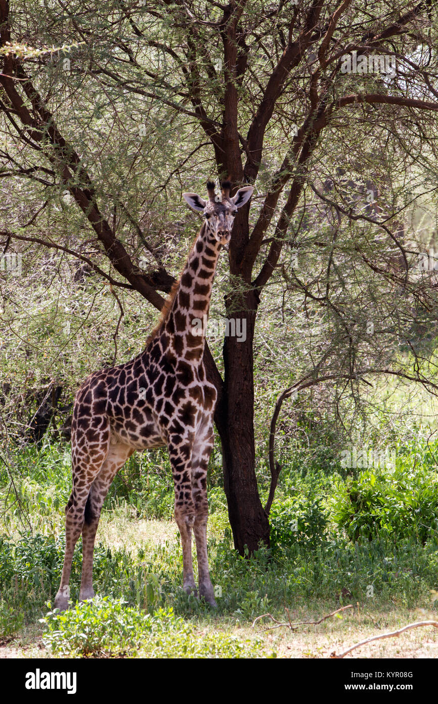 The giraffe (Giraffa), genus of African even-toed ungulate mammals, the ...