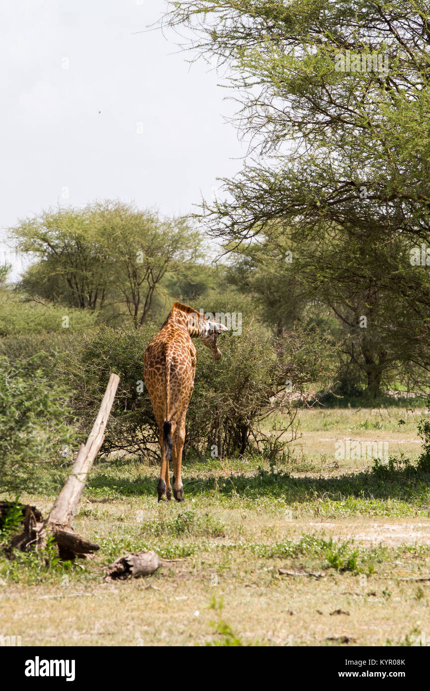 The giraffe (Giraffa), genus of African even-toed ungulate mammals, the ...