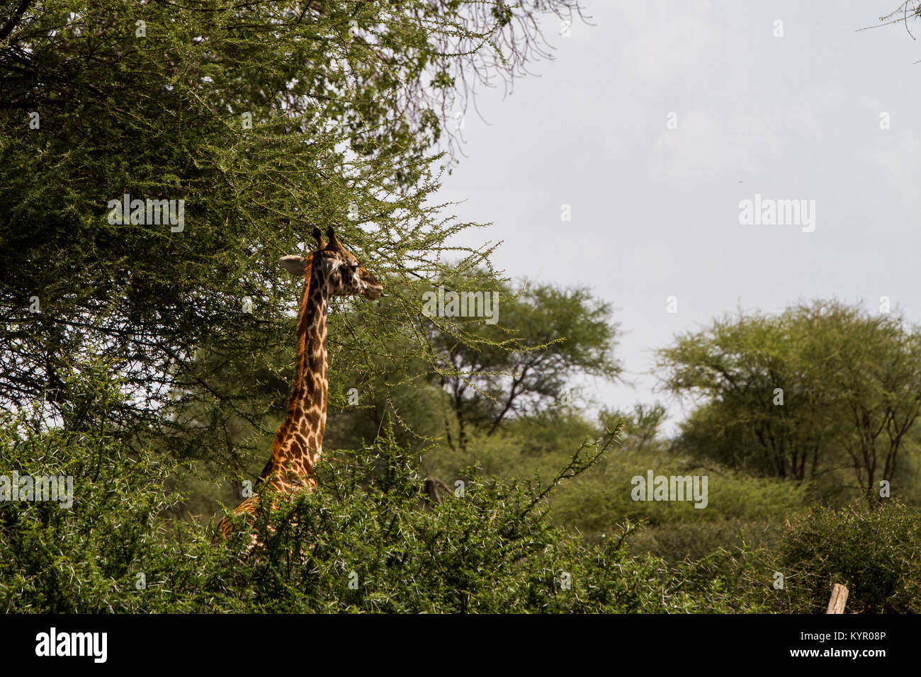 The giraffe (Giraffa), genus of African even-toed ungulate mammals, the ...