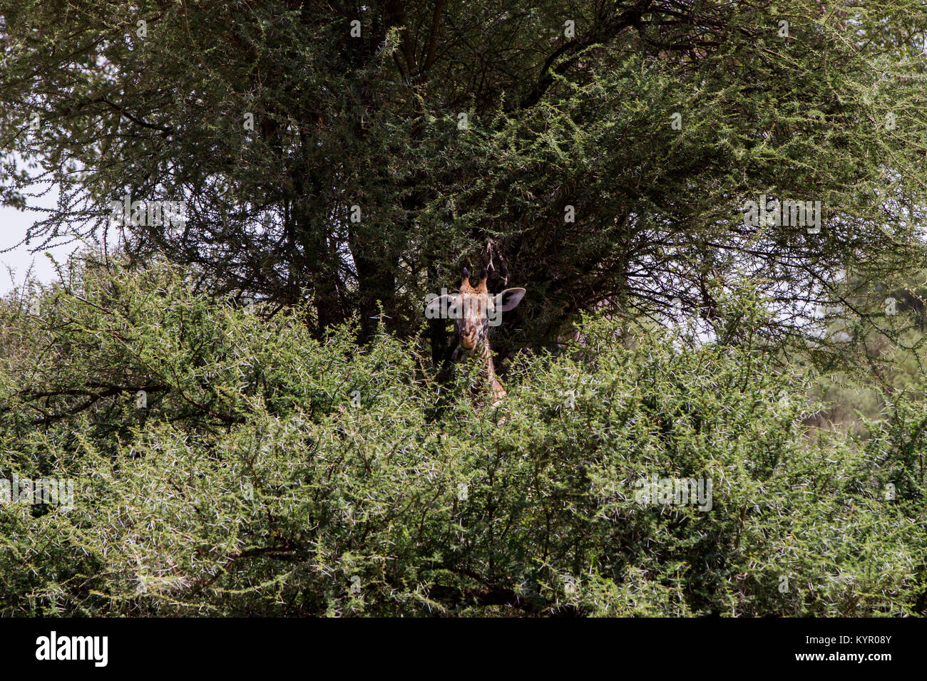 The giraffe (Giraffa), genus of African even-toed ungulate mammals, the ...