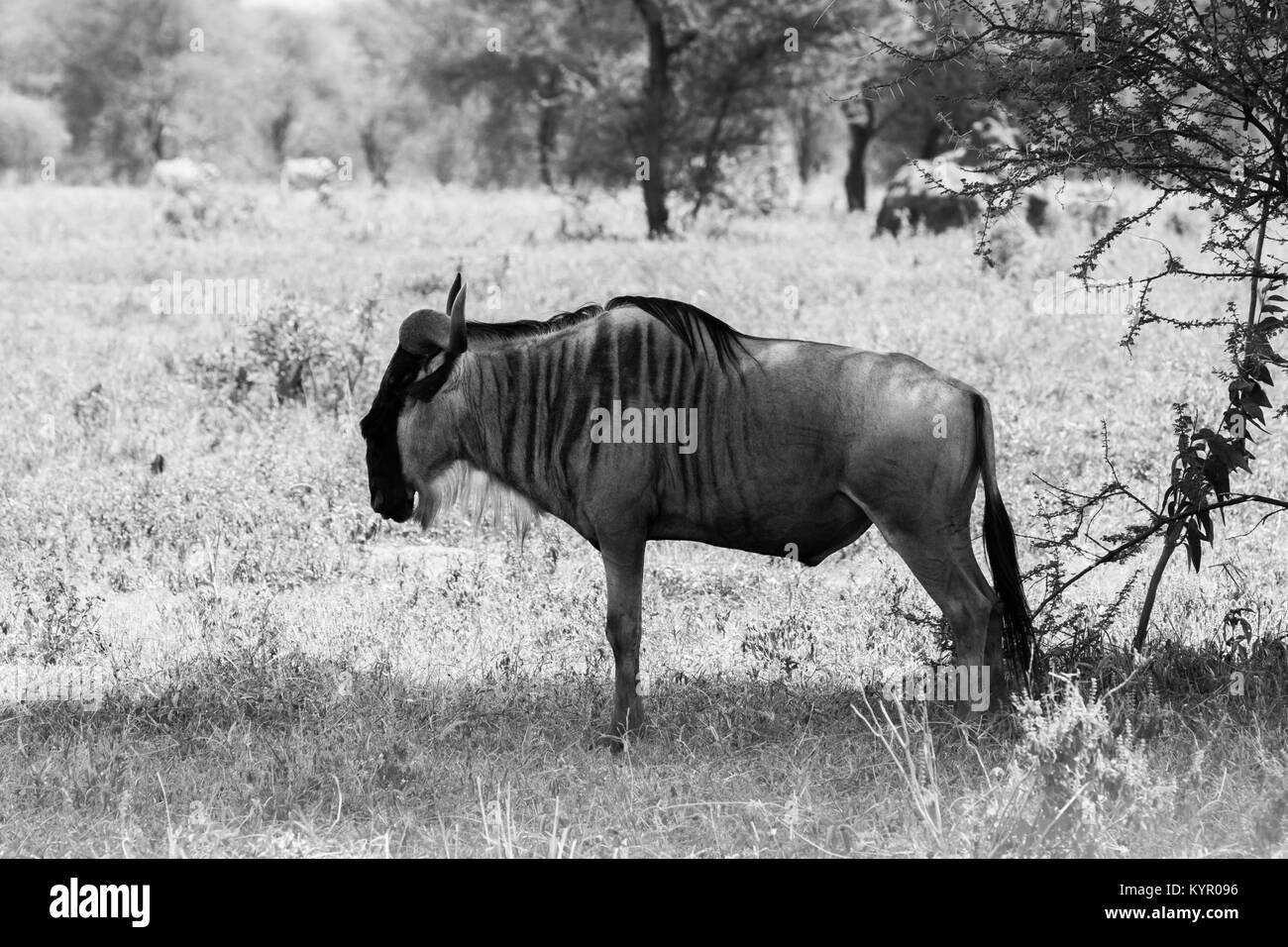 Bearded antelopes Black and White Stock Photos & Images - Alamy