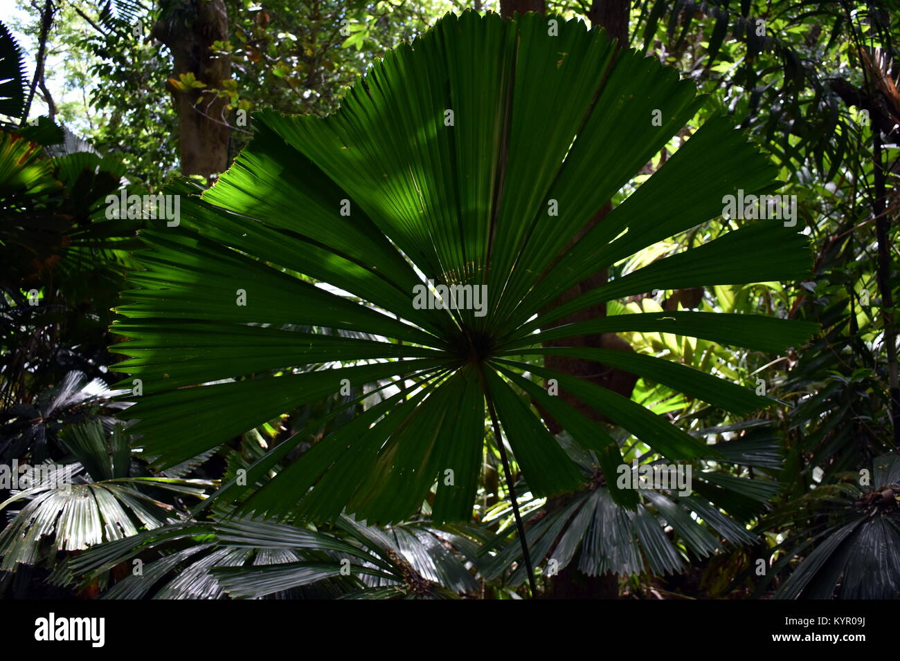 Large leaf hi-res stock photography and images - Alamy