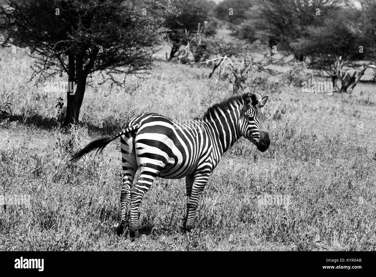 Acacia commiphora hi-res stock photography and images - Alamy