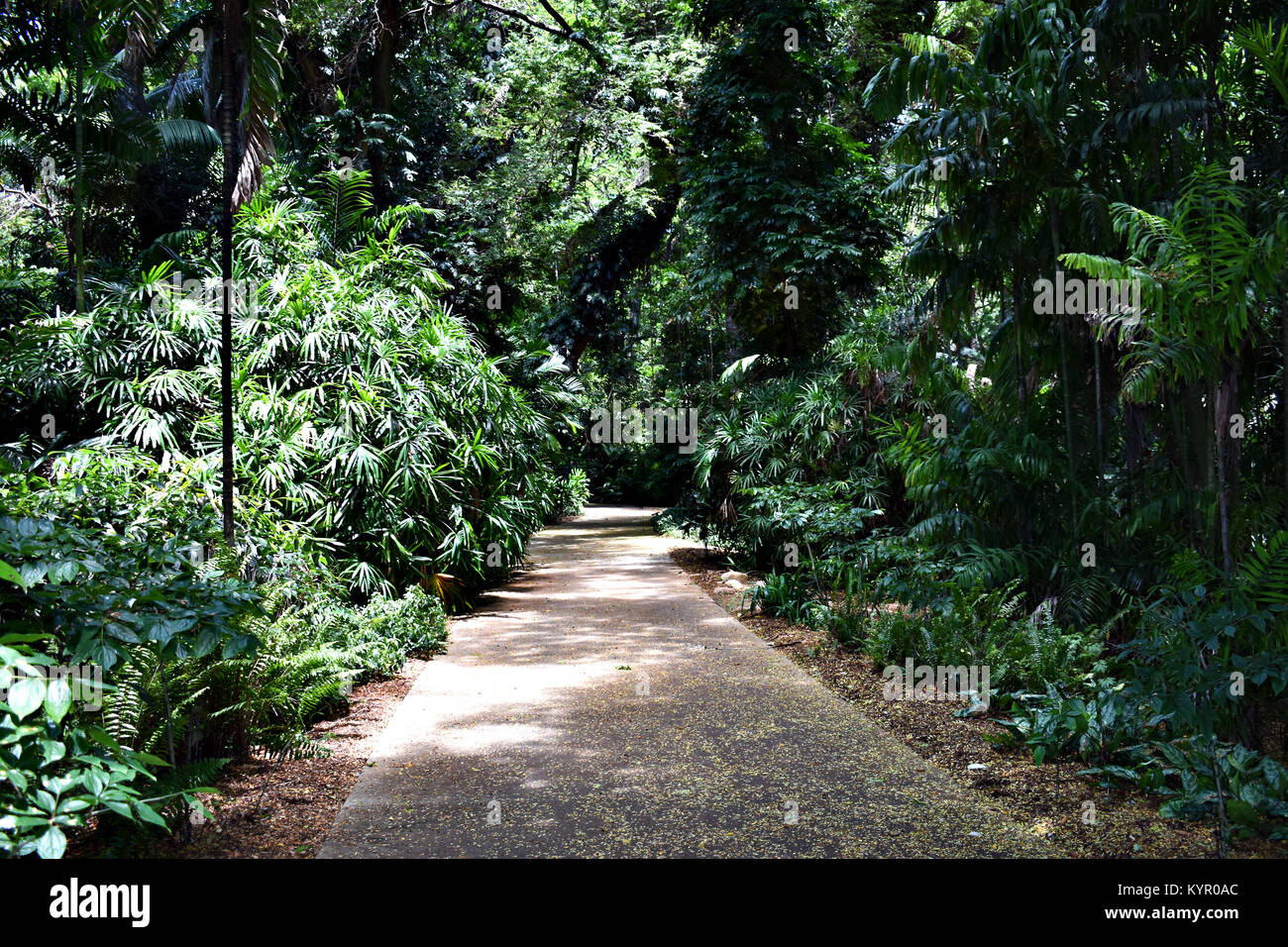 Rainforest path hi-res stock photography and images - Alamy