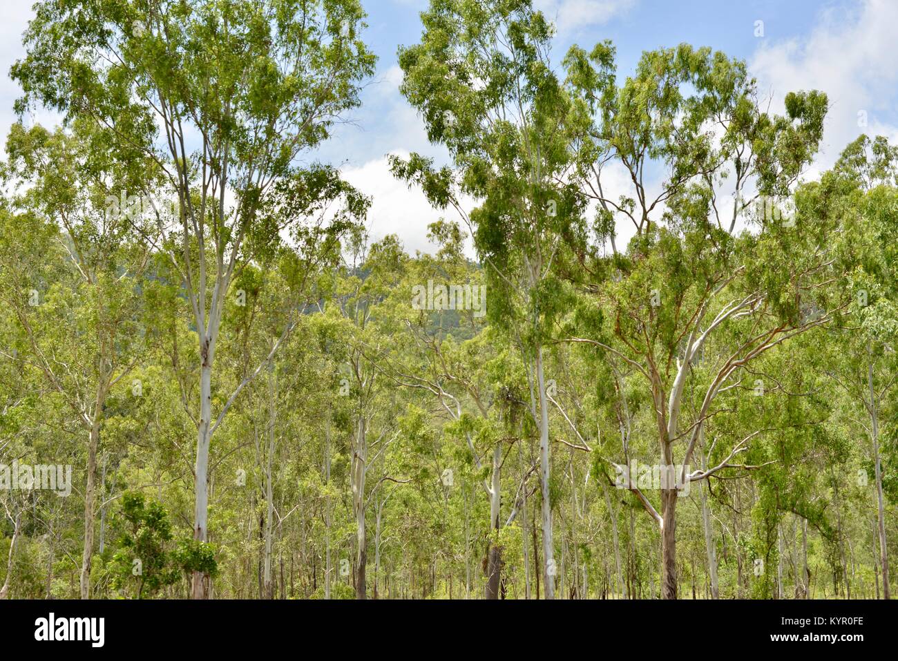 Dry sclerophyll eucalypt forest hi-res stock photography and images - Alamy