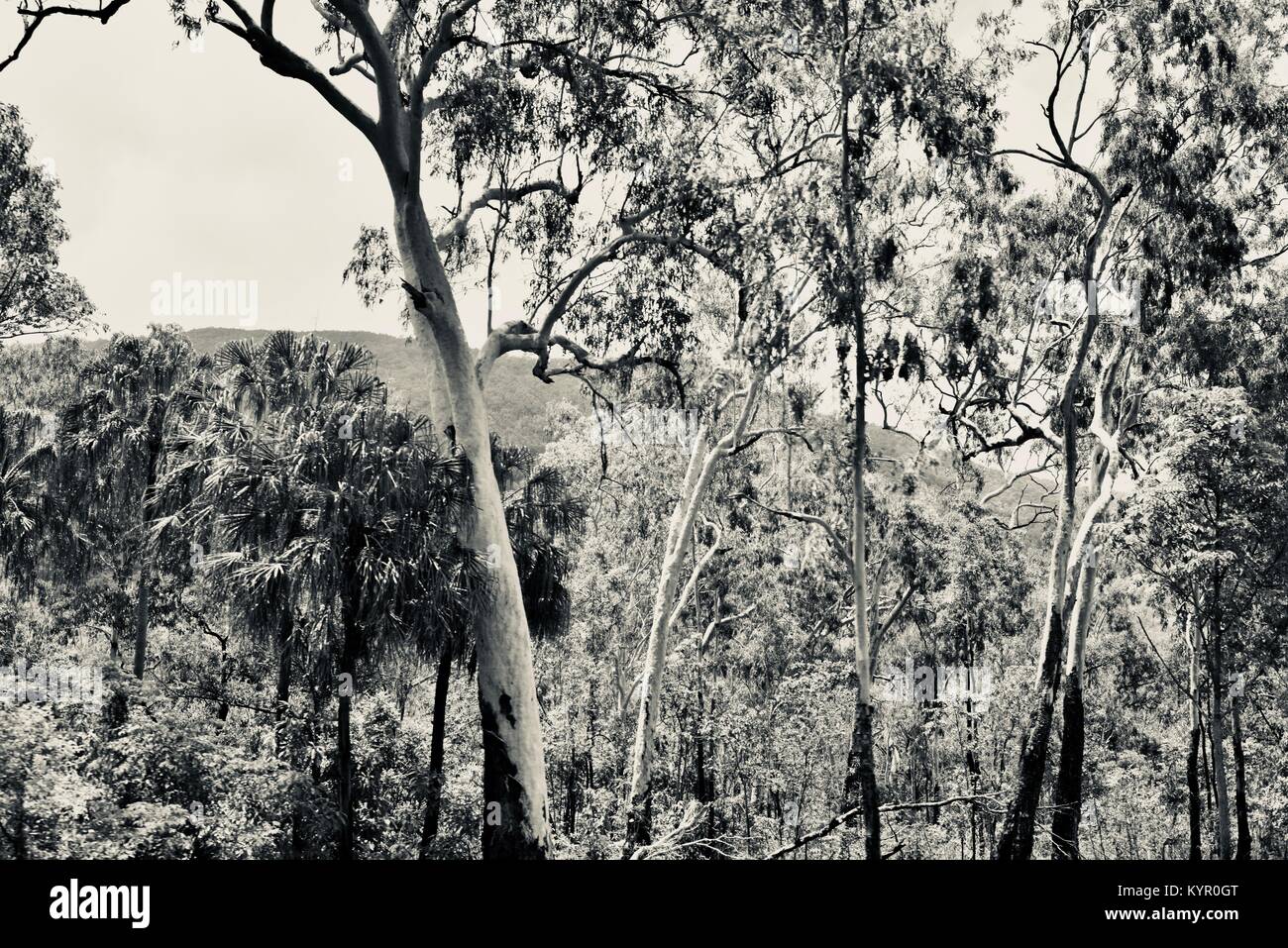 Dry tropics dry sclerophyll eucalypt forests, between Bowen and ...