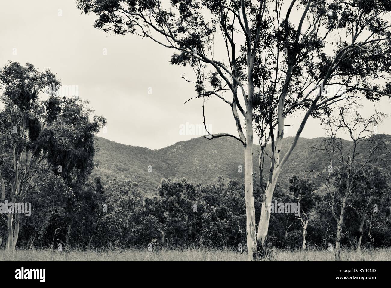 Dry tropics dry sclerophyll eucalypt forests, between Bowen and ...