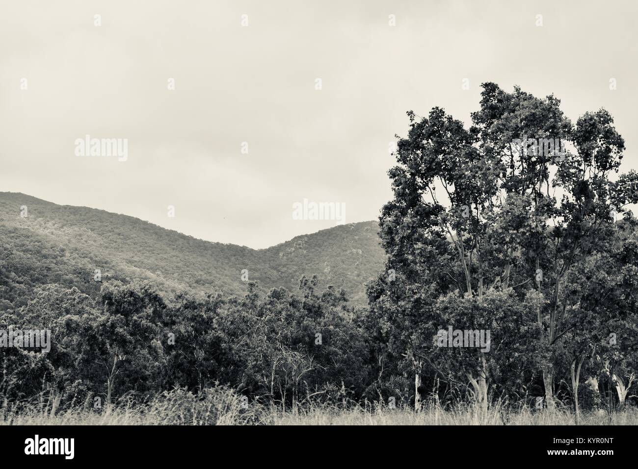 Wet eucalyptus forests hi-res stock photography and images - Alamy