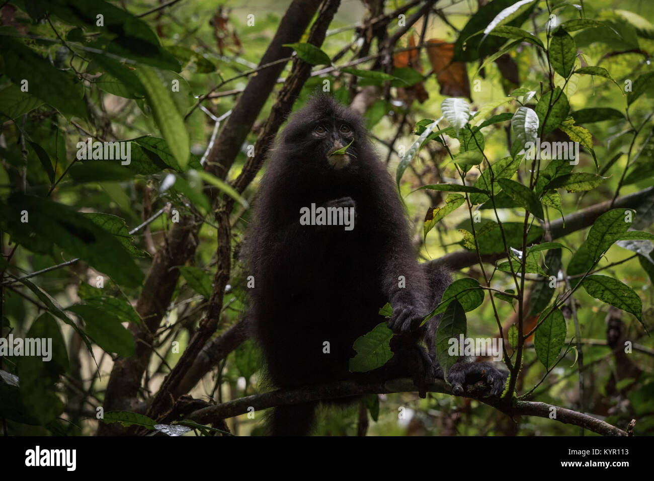 Surili High Resolution Stock Photography and Images - Alamy