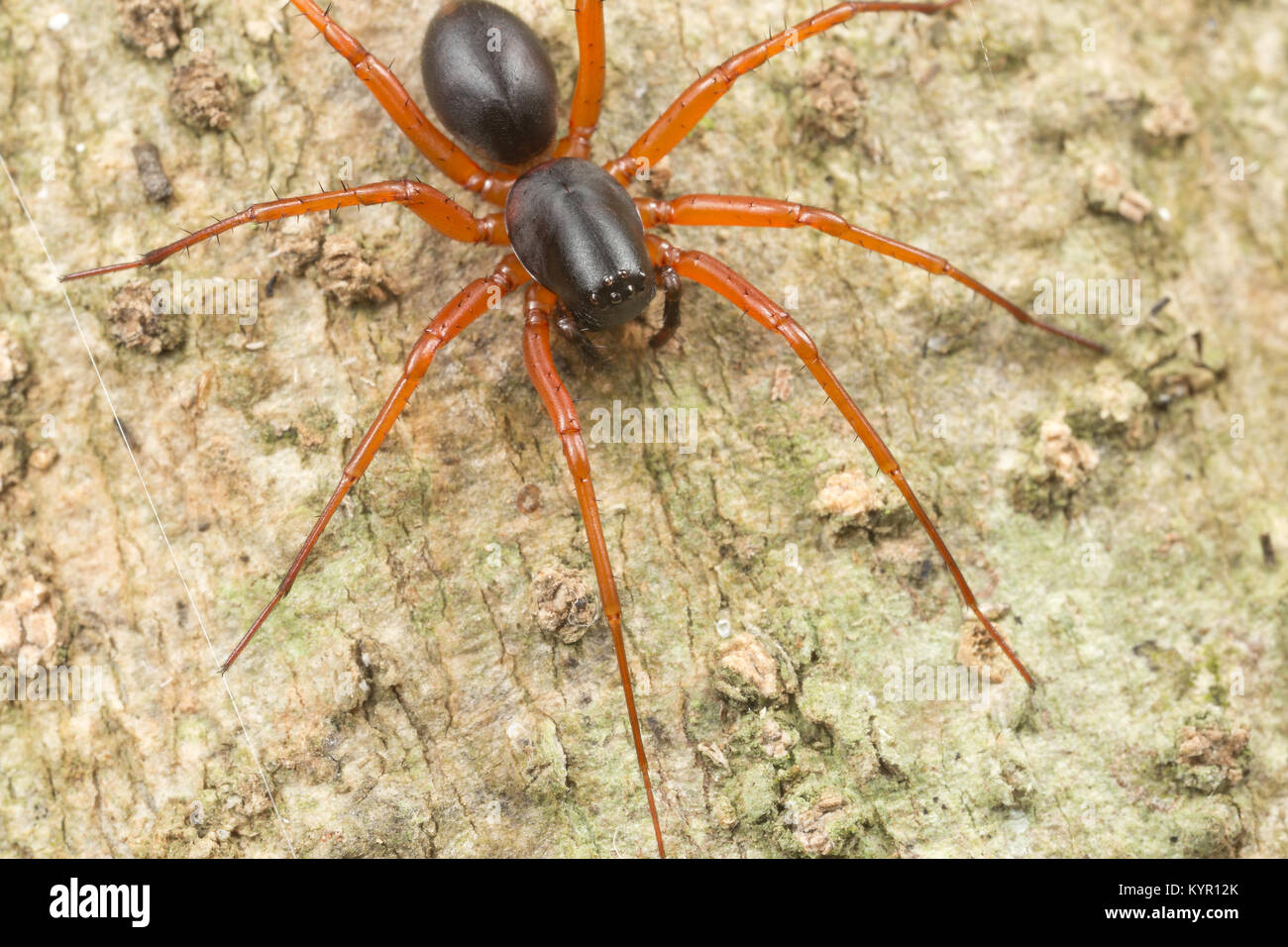 Corinnidae is a family of araneomorph spiders, sometimes called ...