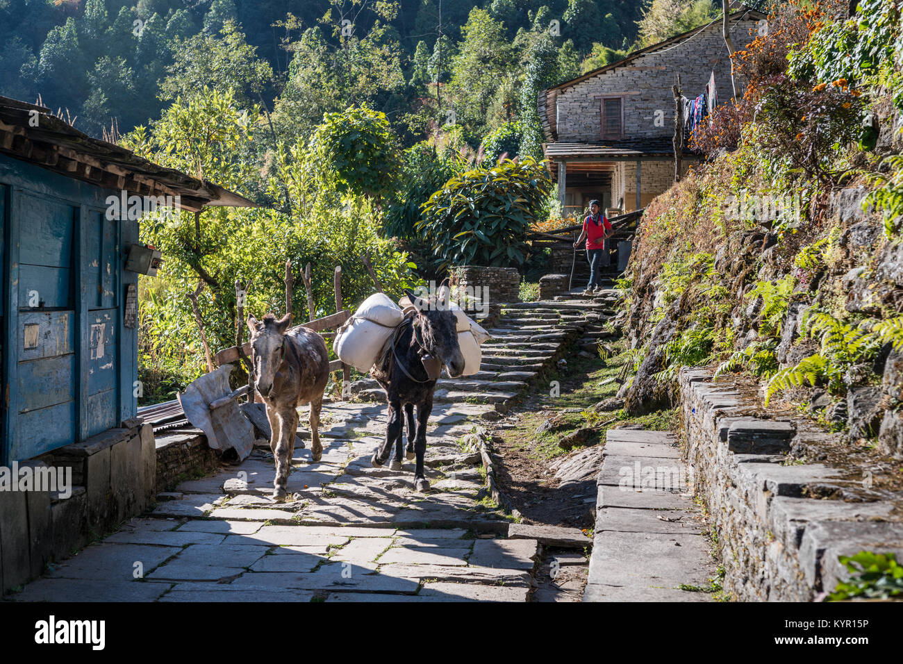 Chomrong, Annapurna base camp trek, Nepal, Asia Stock Photo - Alamy