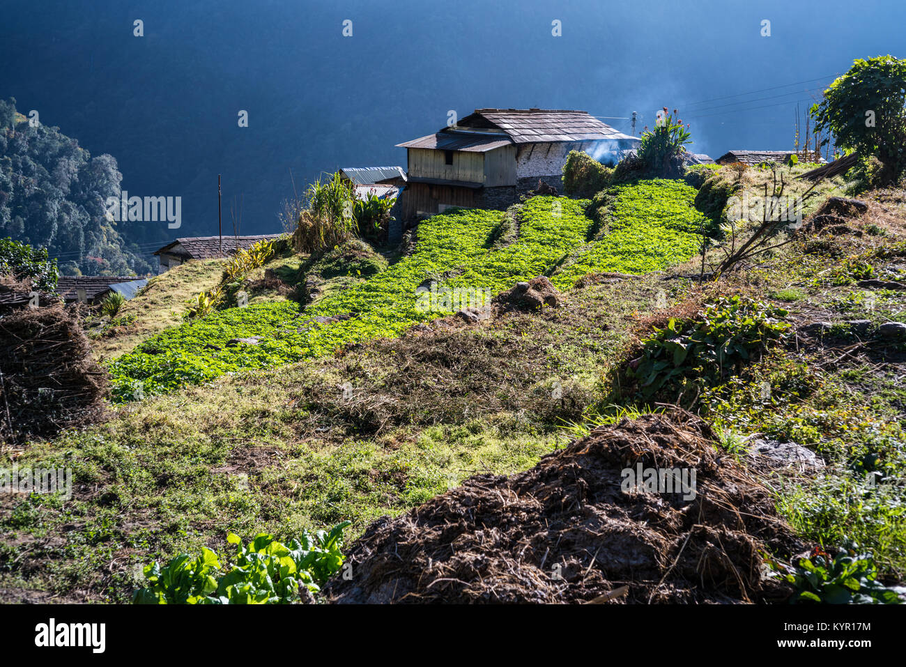Annapurna base camp trek, Chomrong, Nepal, Asia Stock Photo - Alamy