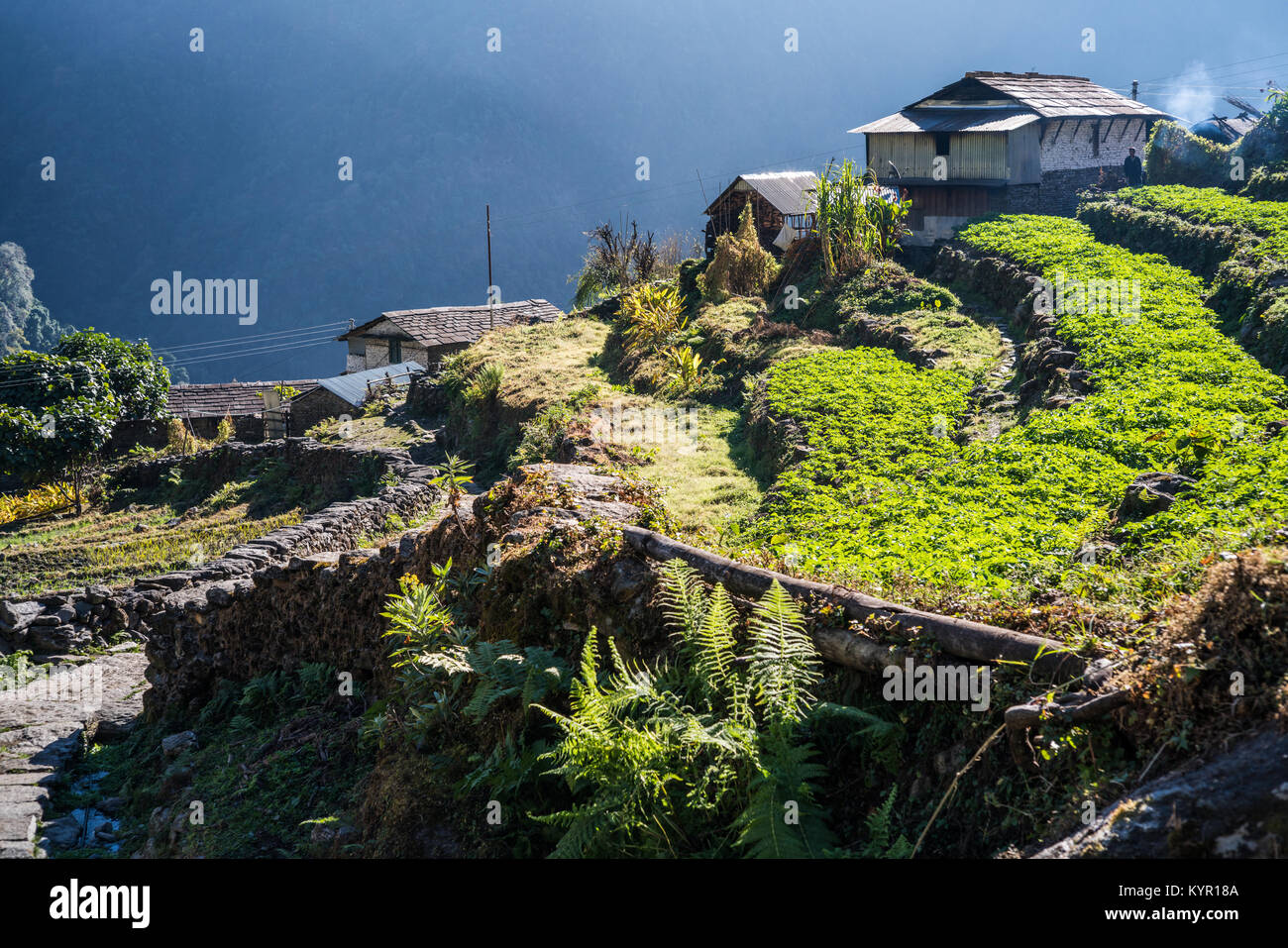 Annapurna base camp trek, Chomrong, Nepal, Asia Stock Photo - Alamy