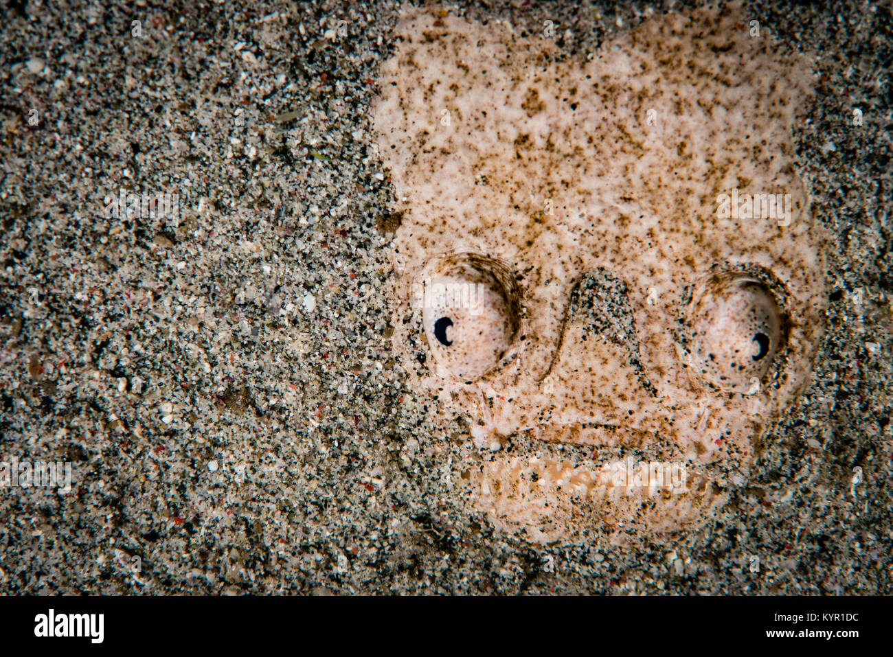 The Stargazer fish aka uranoscopidae goes under the sand to escape from ...