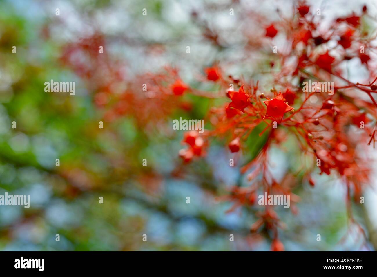 Illawarra flame tree (Brachychiton acerifolius) flowers, Riverway ...