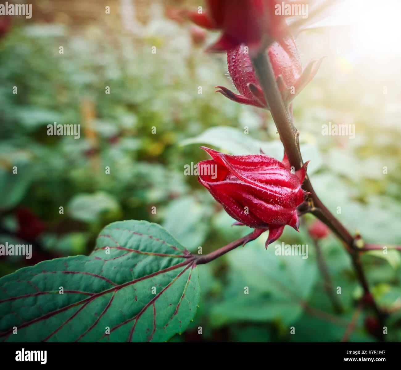 Roselle hibiscus flower hi-res stock photography and images - Alamy