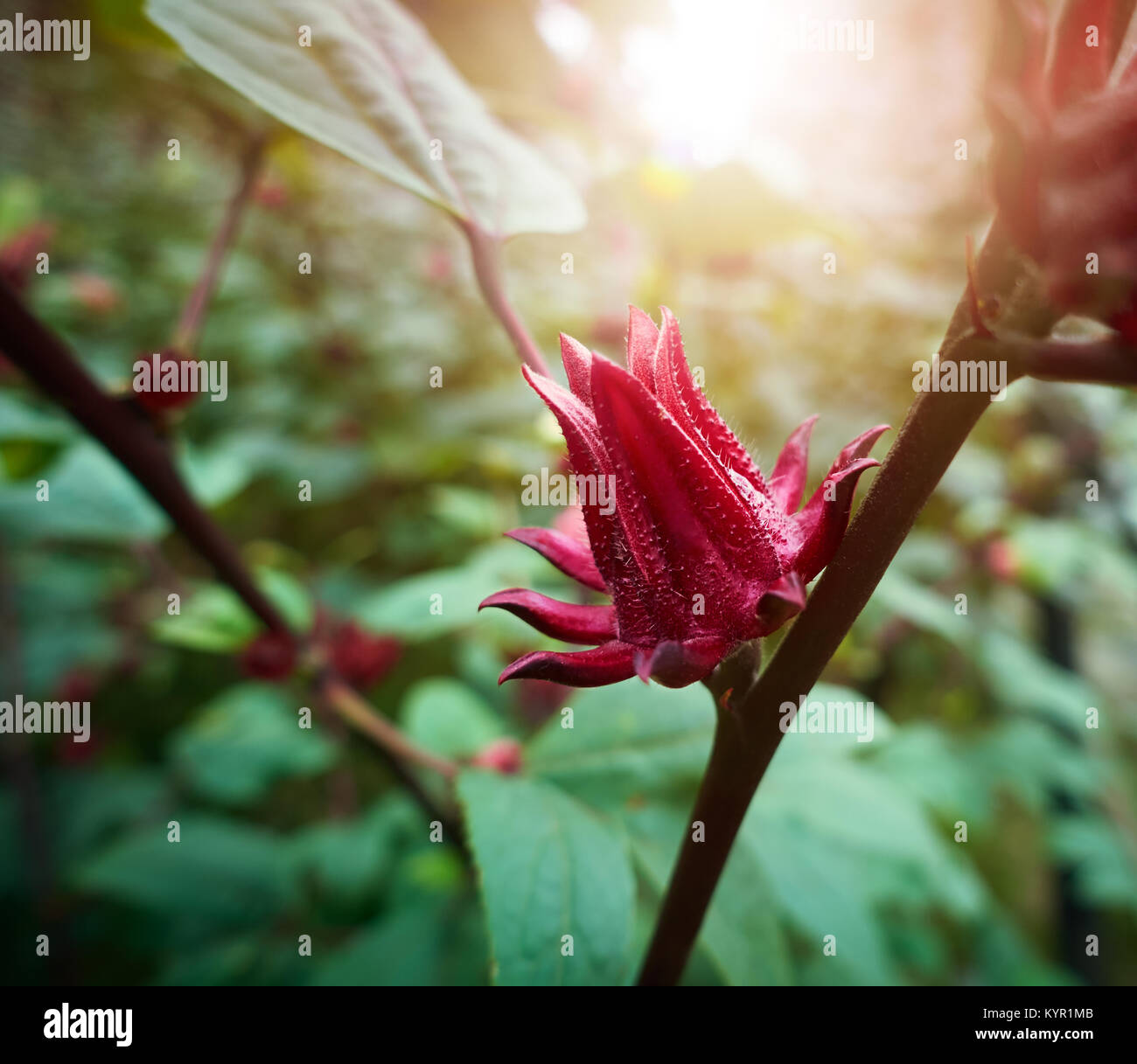 Roselle hibiscus flower hi-res stock photography and images - Alamy