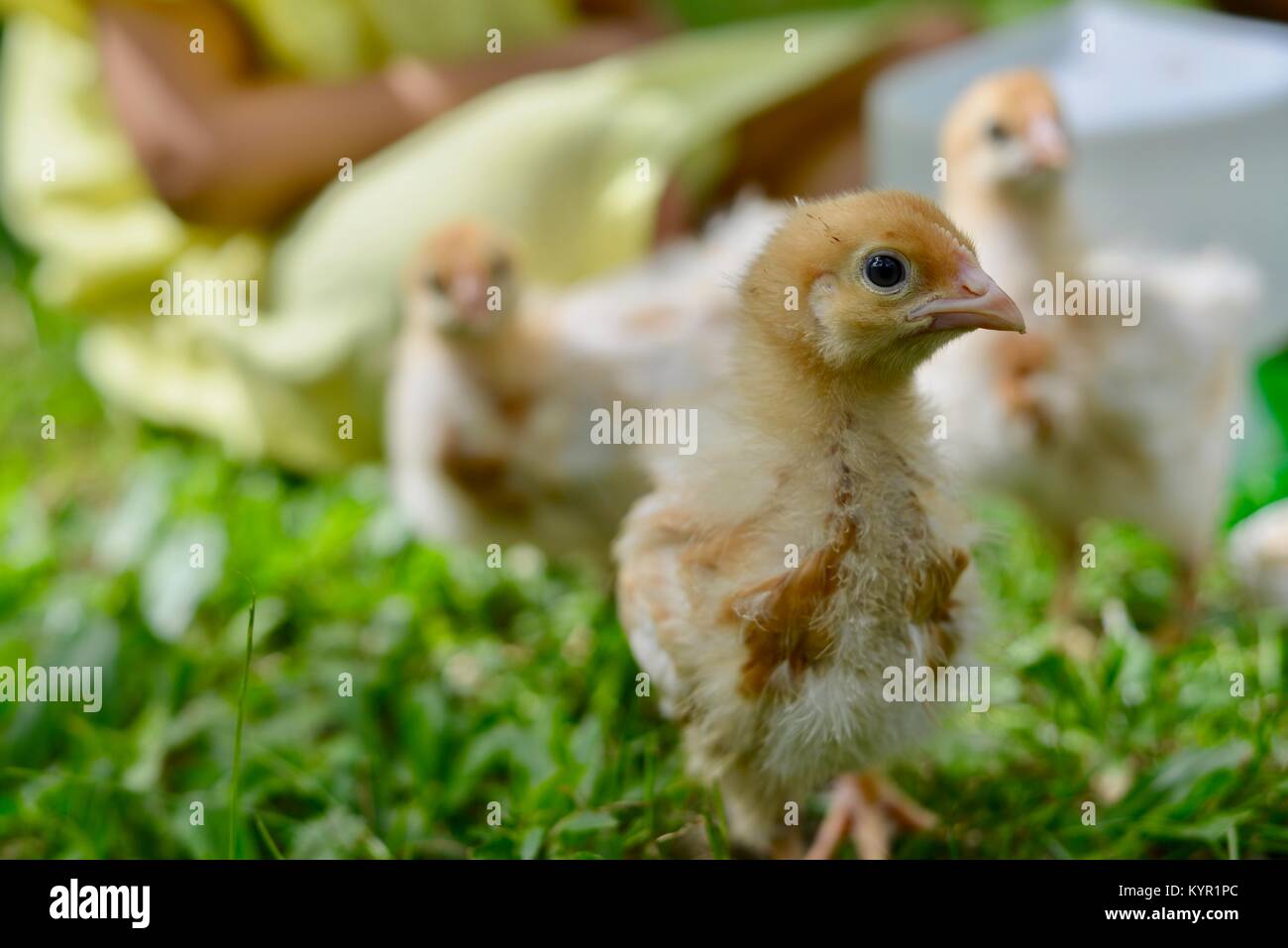 One week old domestic free range chicks playing with children (Rhode ...