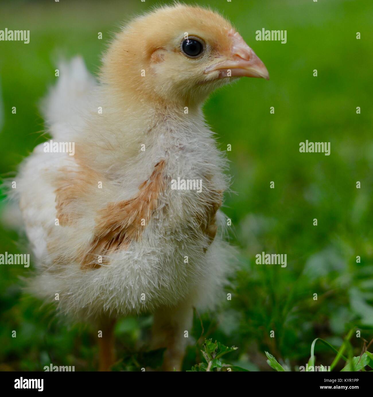 One week old domestic free range chicks, Rhode Island Red Breed, in a ...