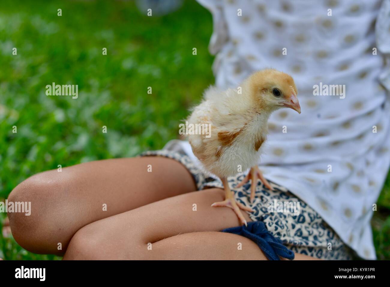 One week old domestic free range chicks playing with children (Rhode ...
