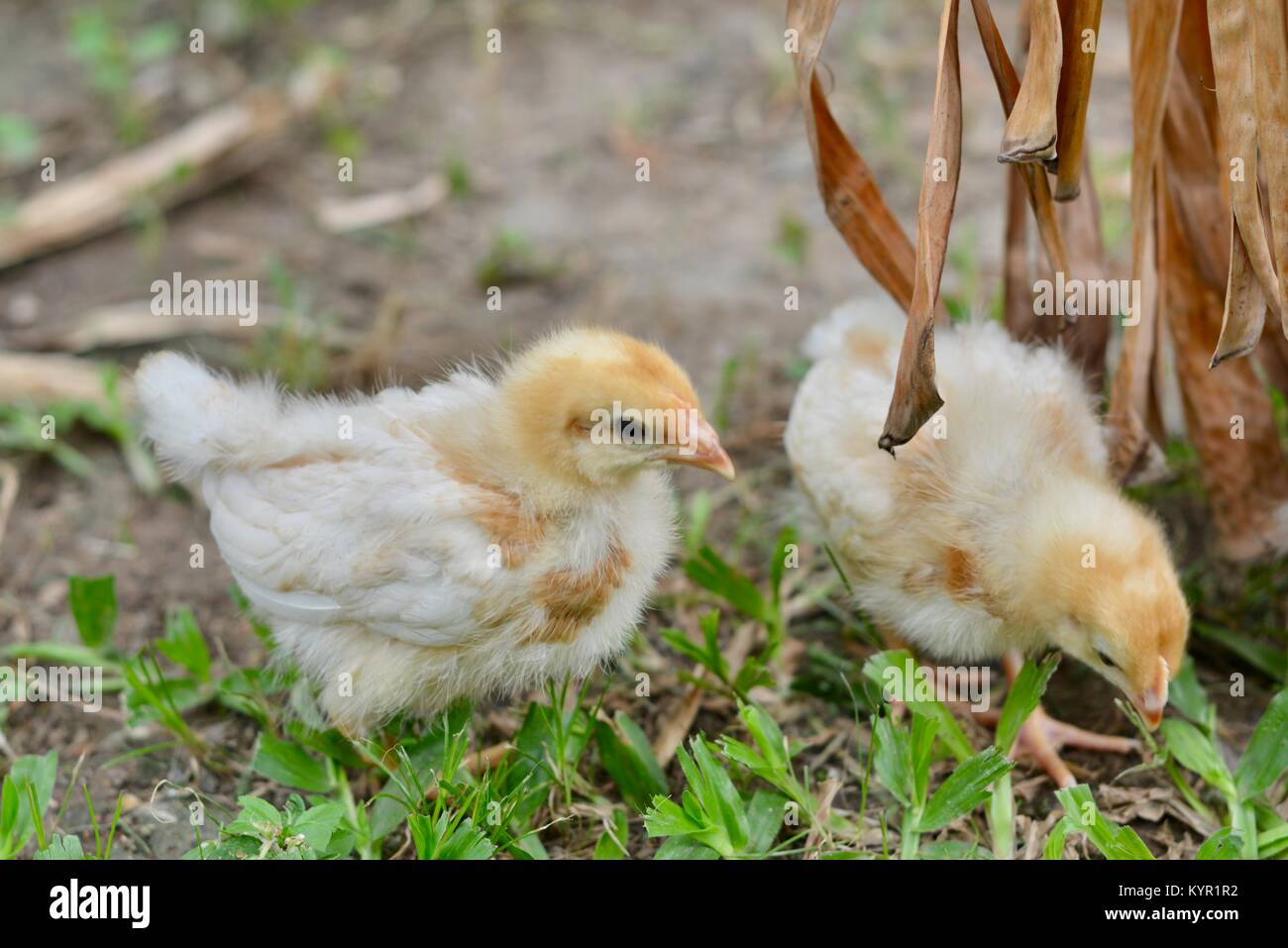One week old domestic free range chicks, Rhode Island Red Breed, in a ...