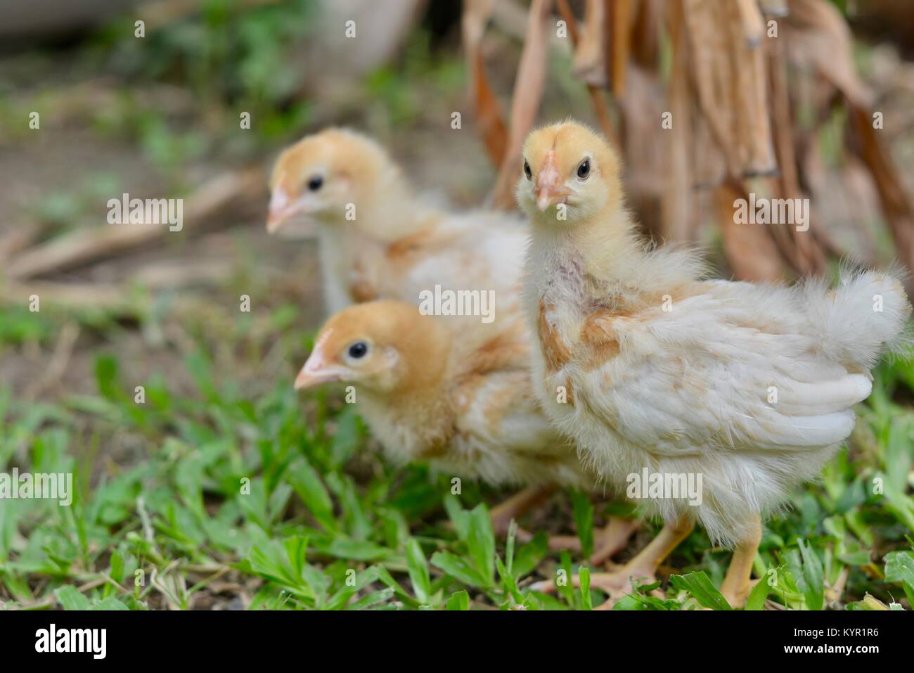 One week old domestic free range chicks, Rhode Island Red Breed, in a ...
