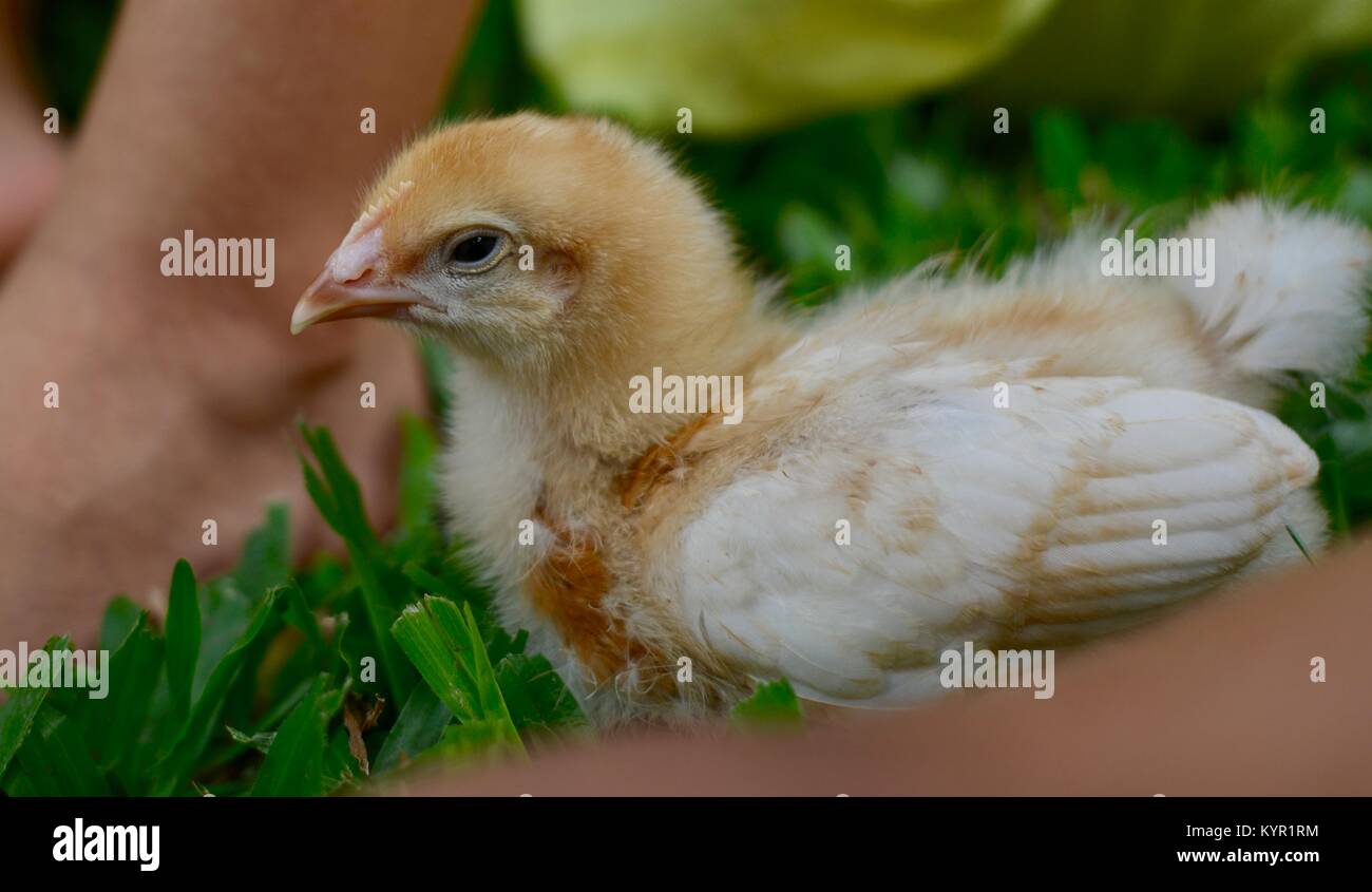 One week old domestic free range chicks playing with children (Rhode ...