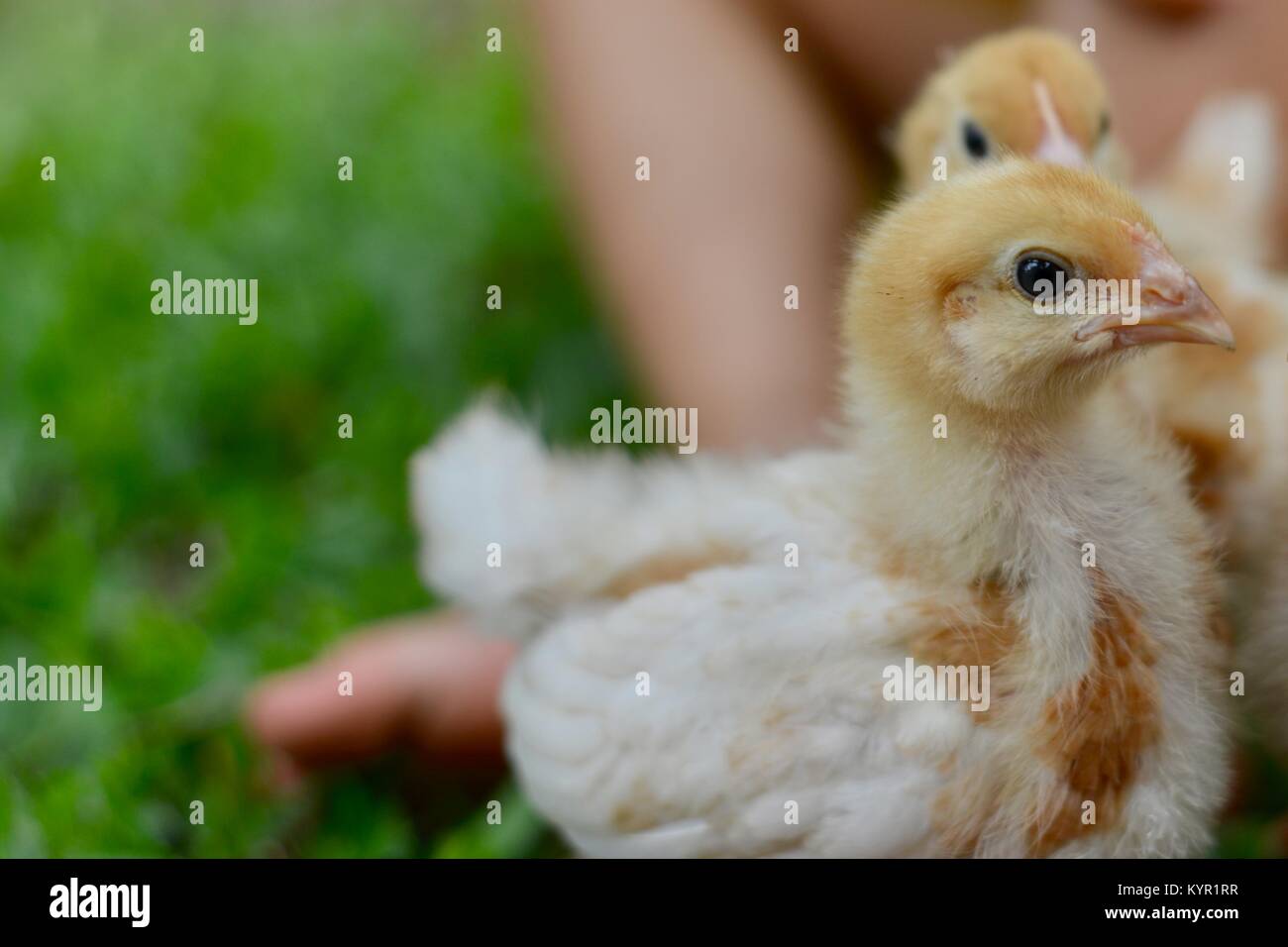 Children Playing With Pet Chickens High Resolution Stock Photography ...