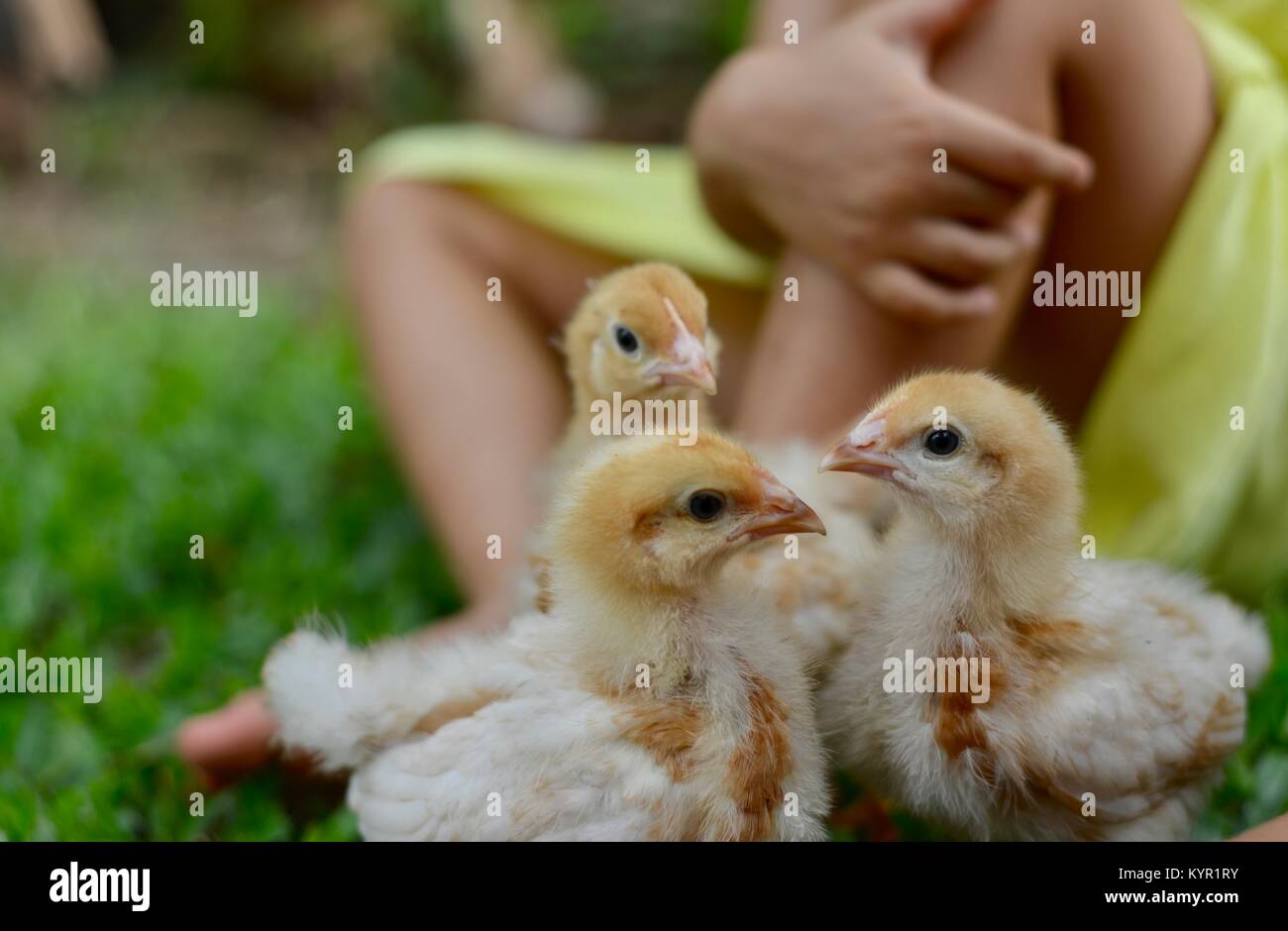 One week old domestic free range chicks playing with children (Rhode ...