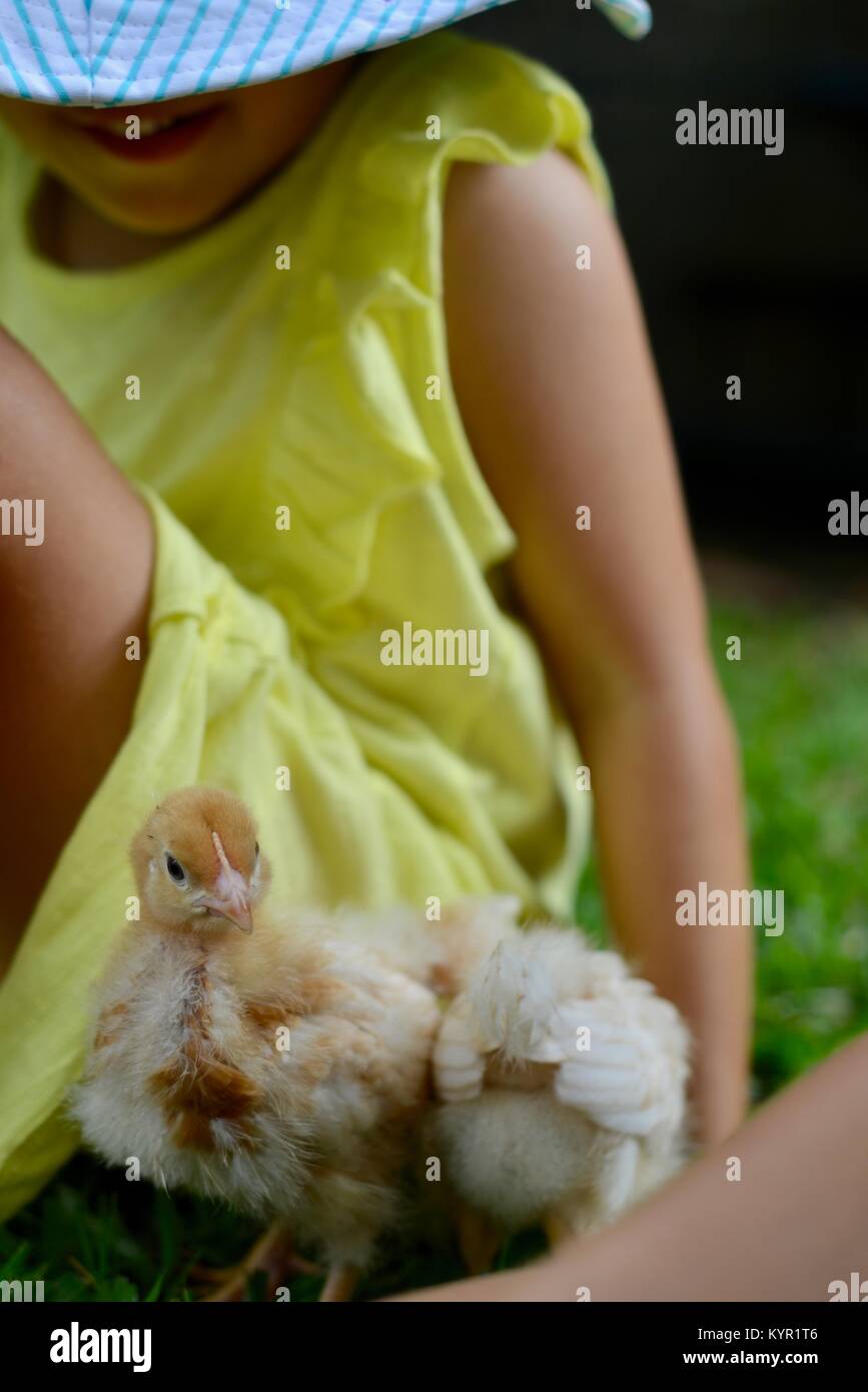 One week old domestic free range chicks playing with children (Rhode ...