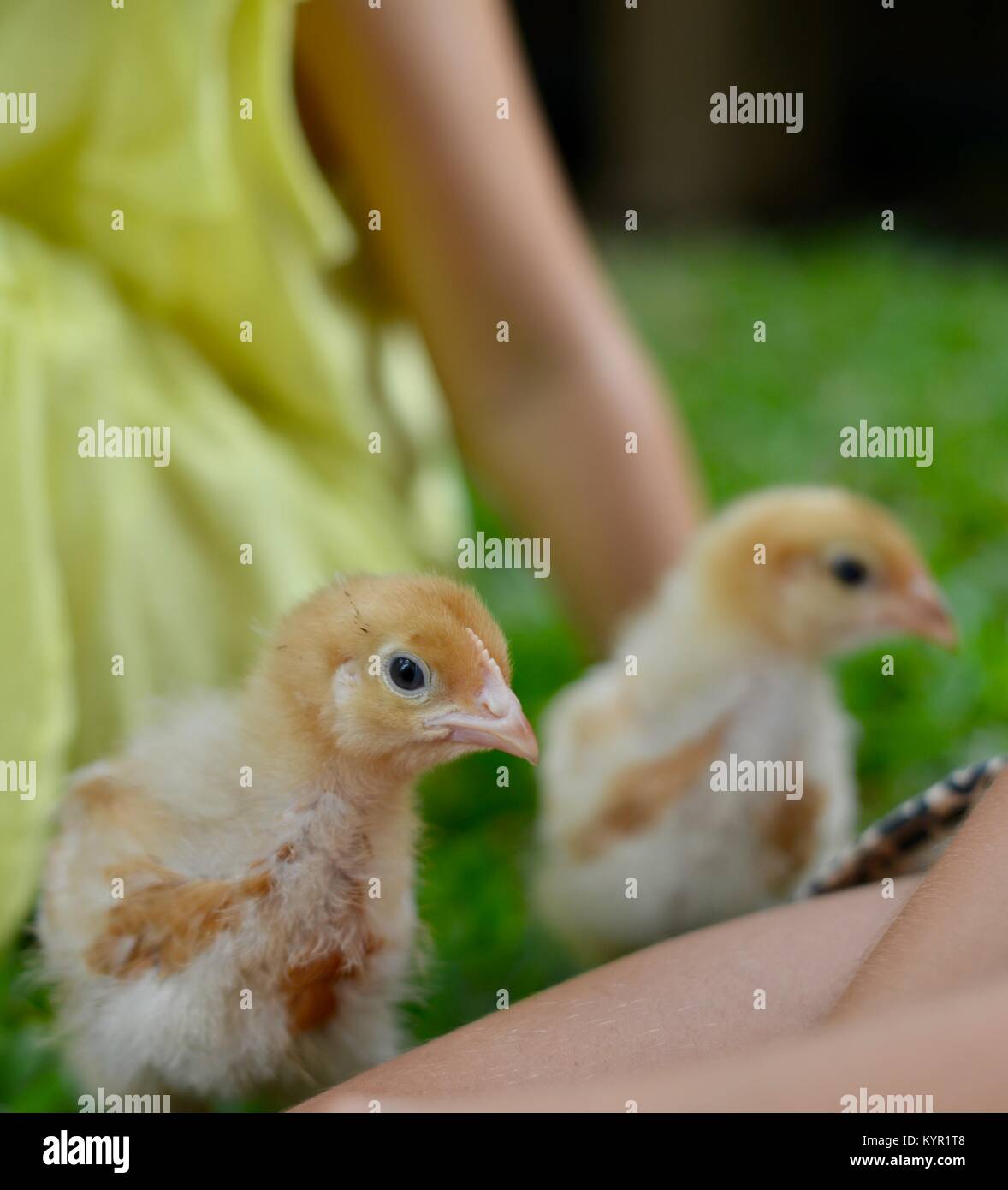 One week old domestic free range chicks playing with children (Rhode ...