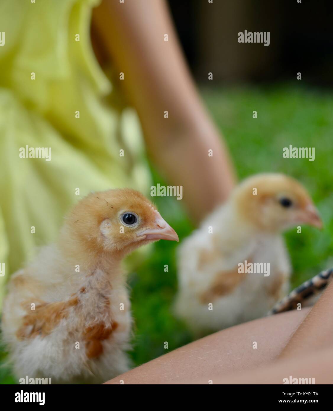 Children Playing With Pet Chickens High Resolution Stock Photography ...