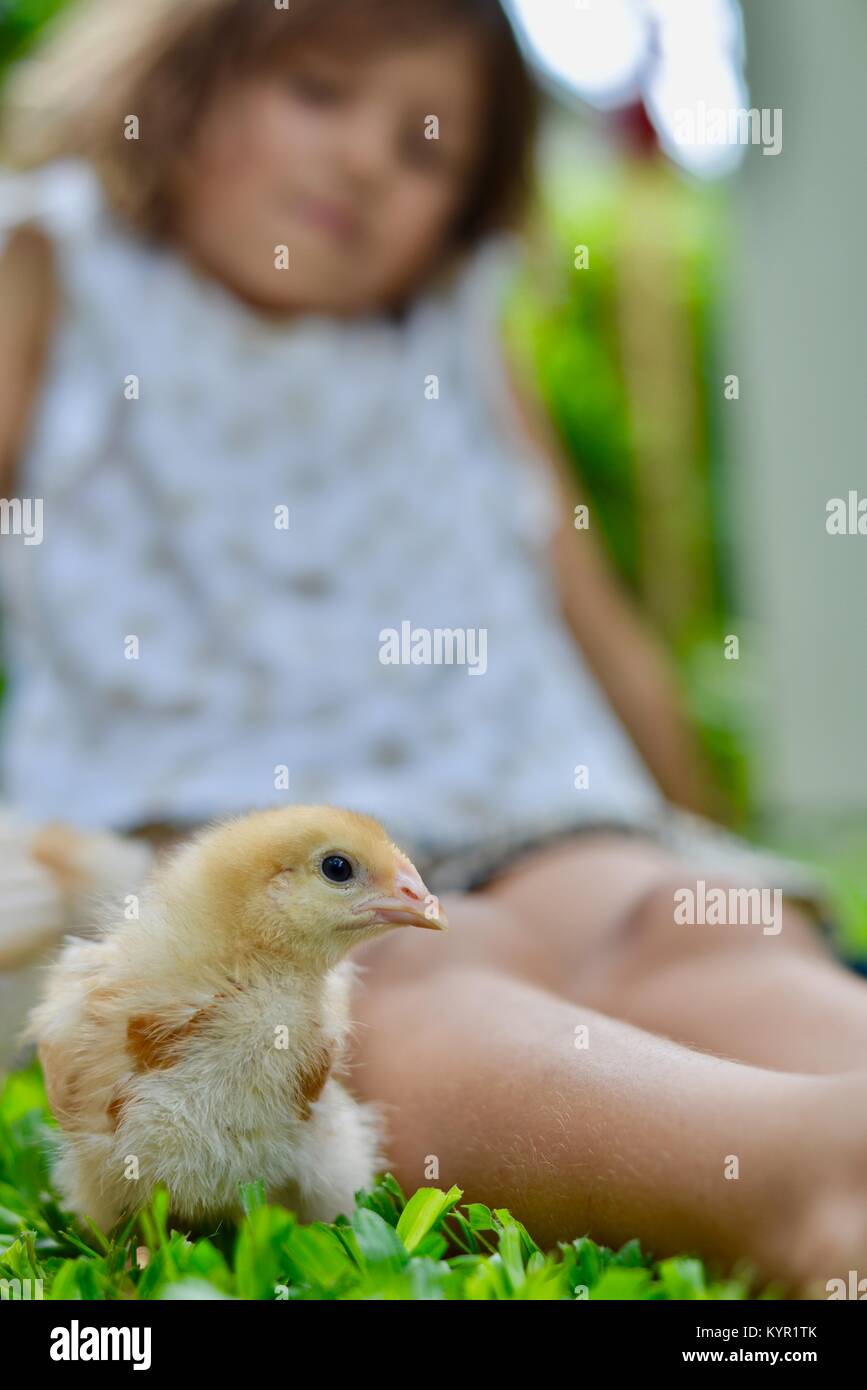 One week old domestic free range chicks playing with children (Rhode ...