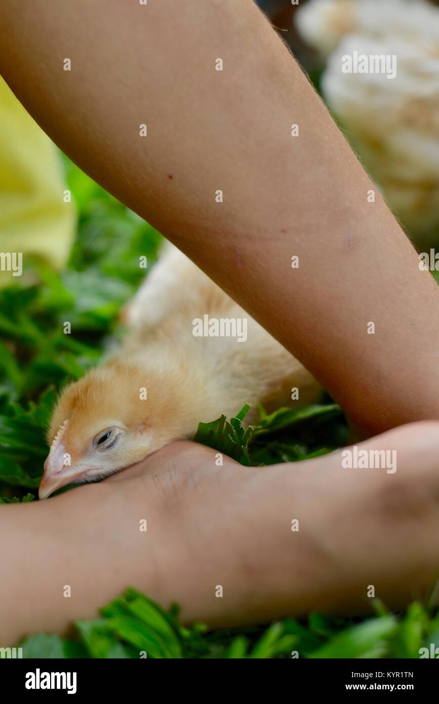 One week old domestic free range chicks playing with children (Rhode ...