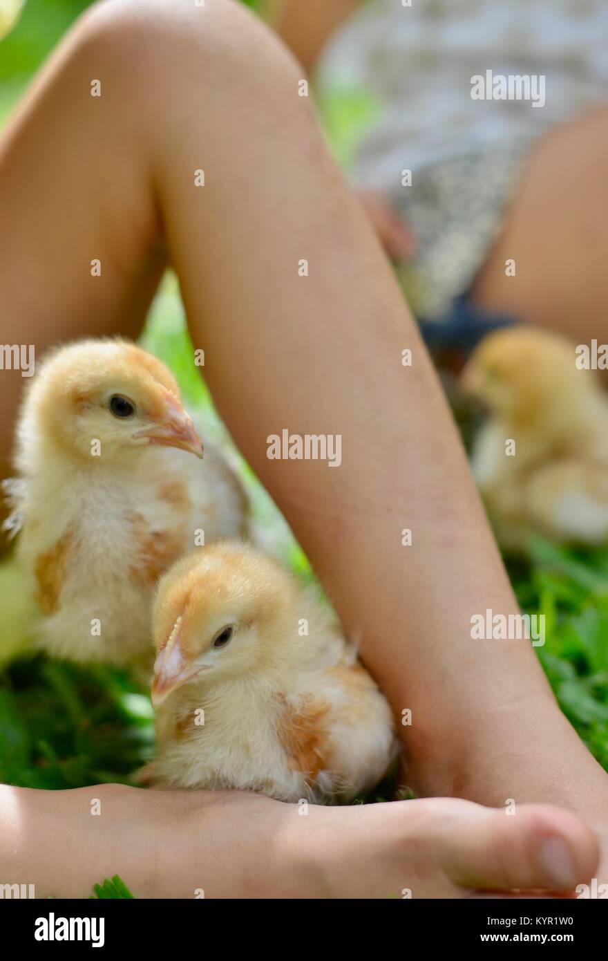 One week old domestic free range chicks playing with children (Rhode ...