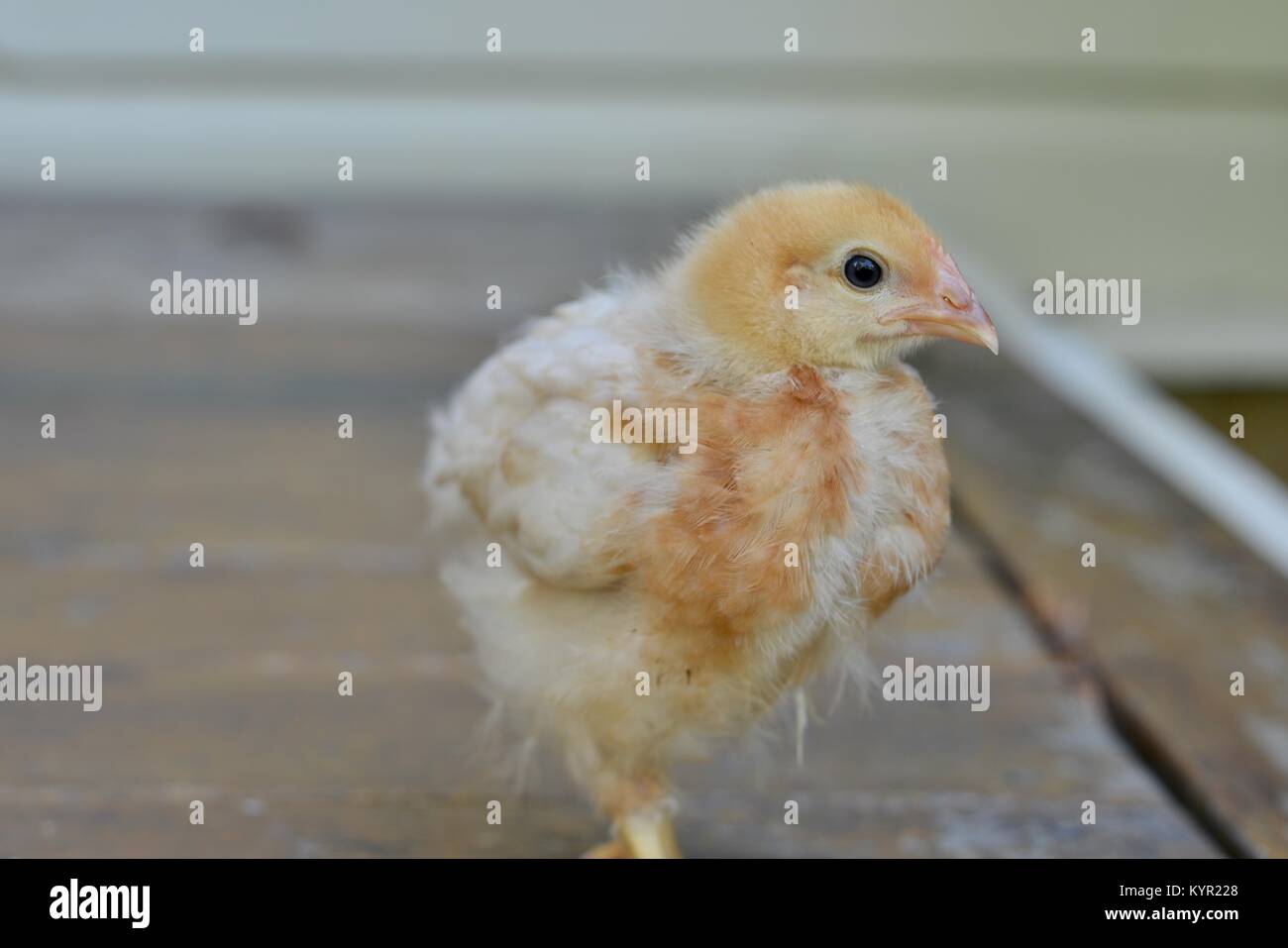 One week old domestic free range chicks, Rhode Island Red Breed, in a ...