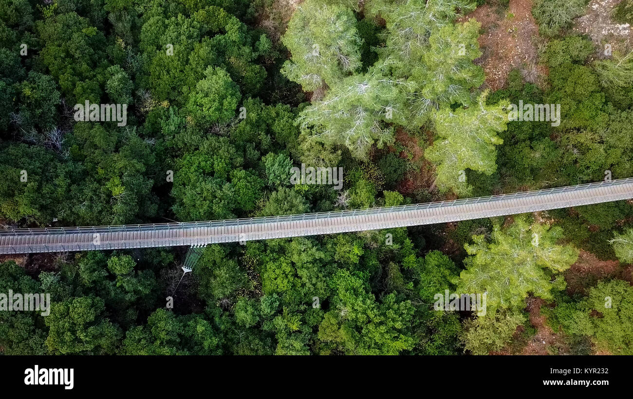 Lush green forest hi-res stock photography and images - Alamy