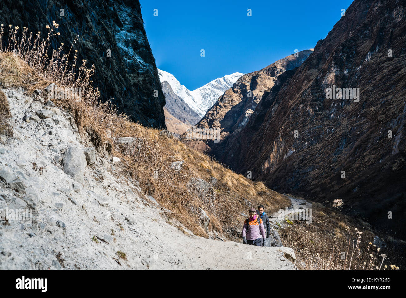 tourists on the ABC trek, Annapurna Base Camp in Nepal, Asia Stock ...